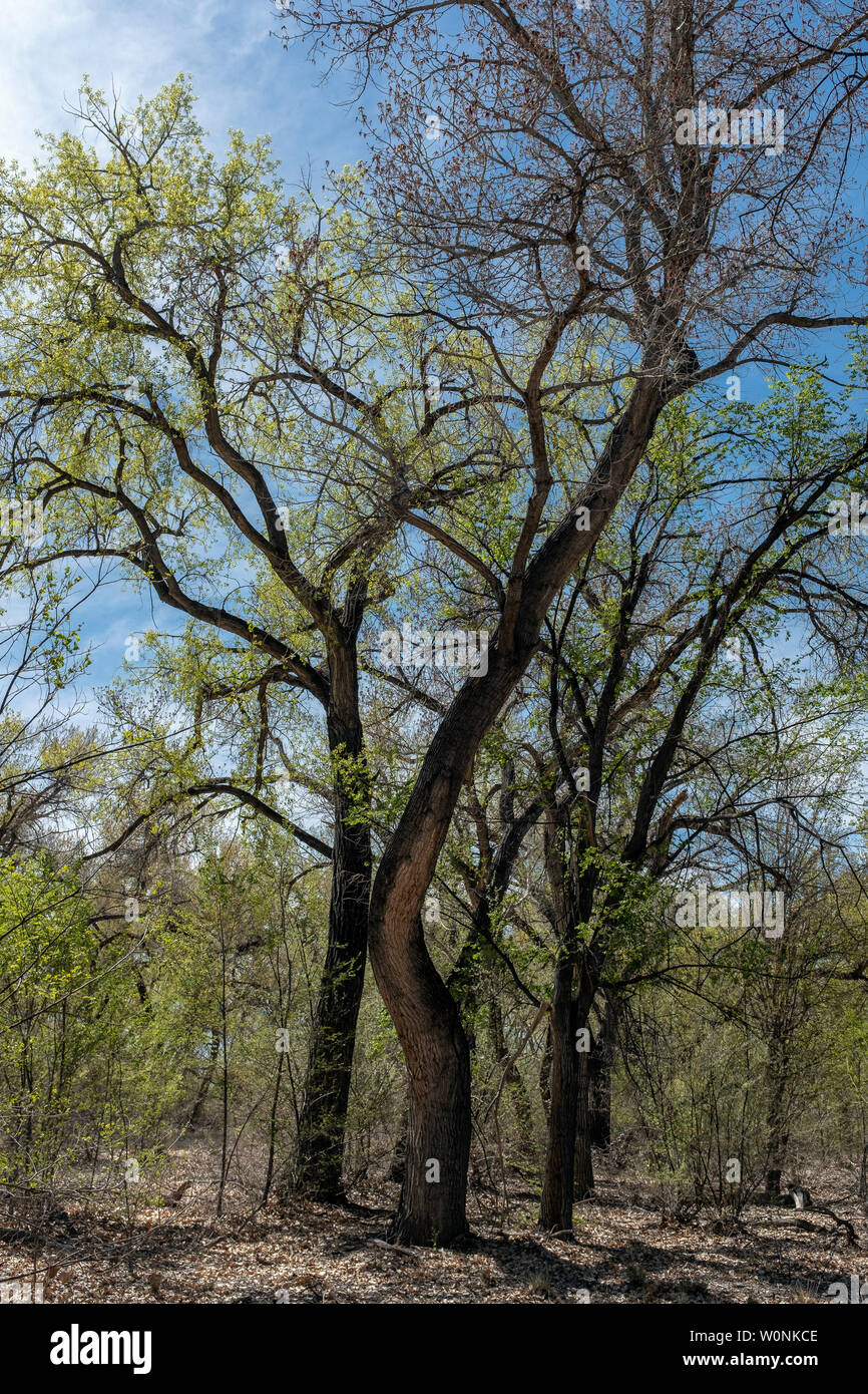 Cottonwood trees on the Rio Grande bosque (river forest) in early ...