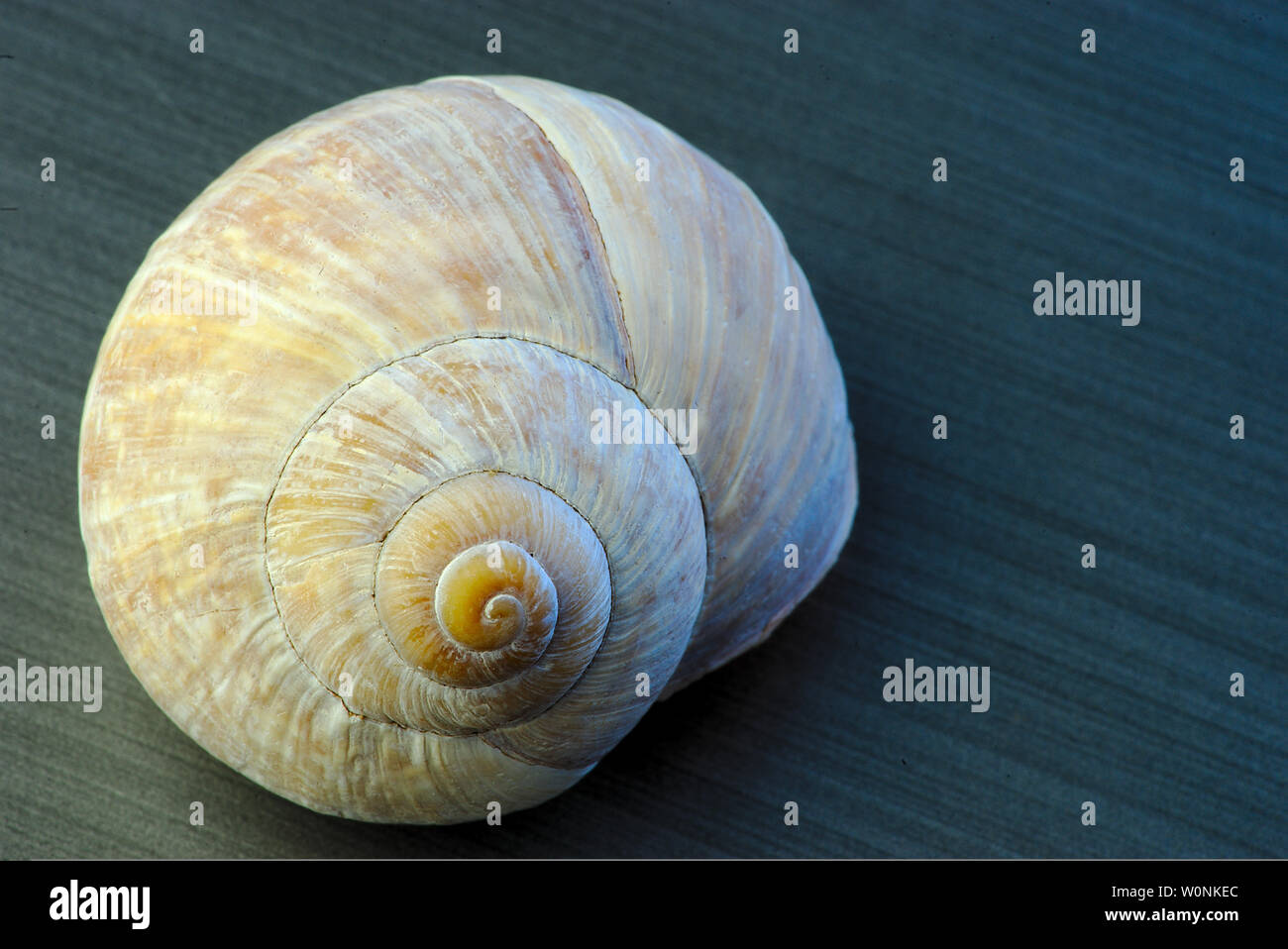 convolutions of a snail shell in close-up; spiral Stock Photo - Alamy
