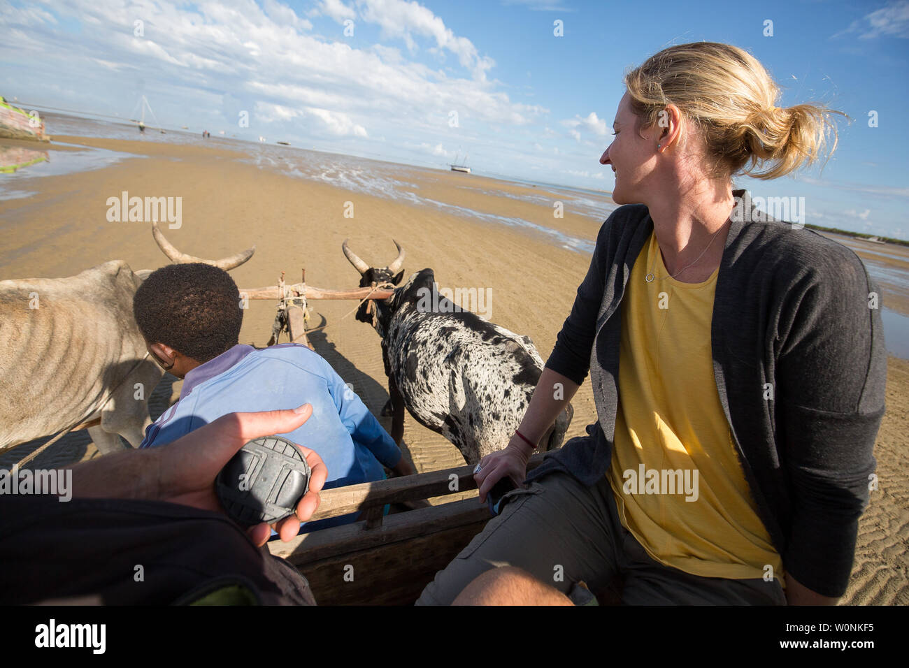 zebu cattle cart riding Stock Photo - Alamy