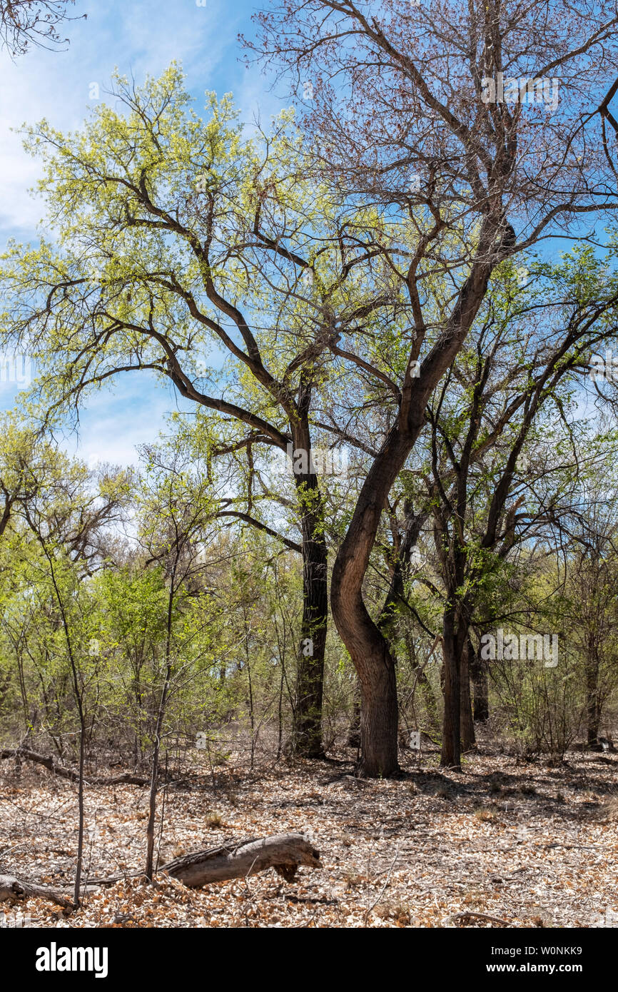 Cottonwood trees on the Rio Grande bosque (river forest) in early ...