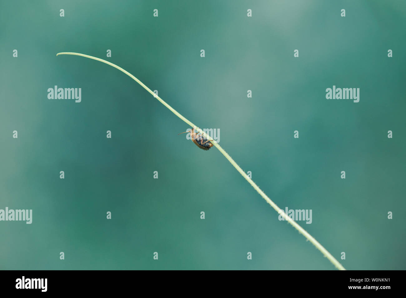 Vines and bugs hi-res stock photography and images - Alamy