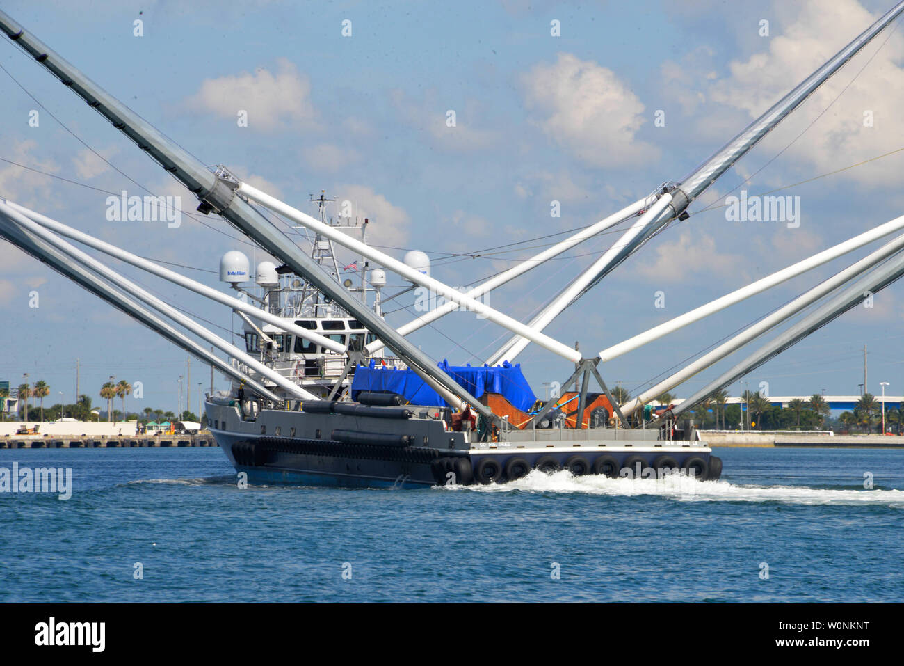 Go ms tree hi-res stock photography and images - Alamy