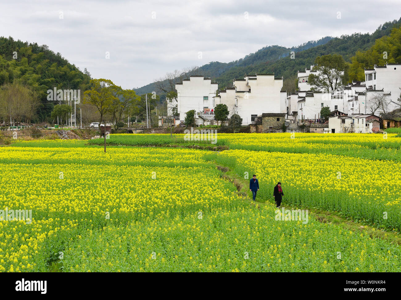 In the early spring, the rapeseed flowers in Wuyuan County, Jiangxi ...