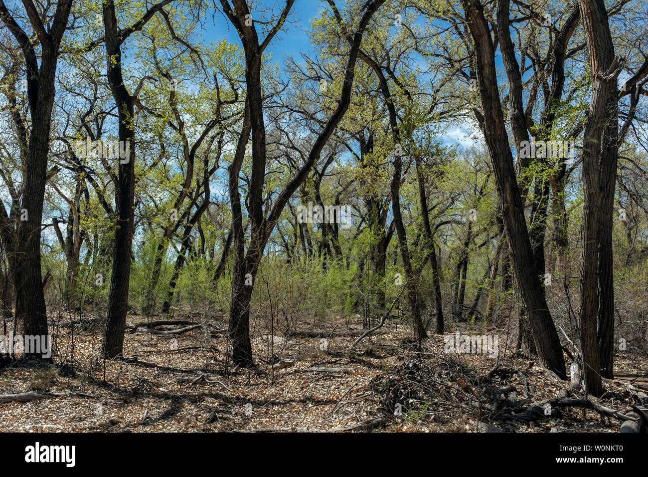 Cottonwood trees on the Rio Grande bosque (river forest) in early ...