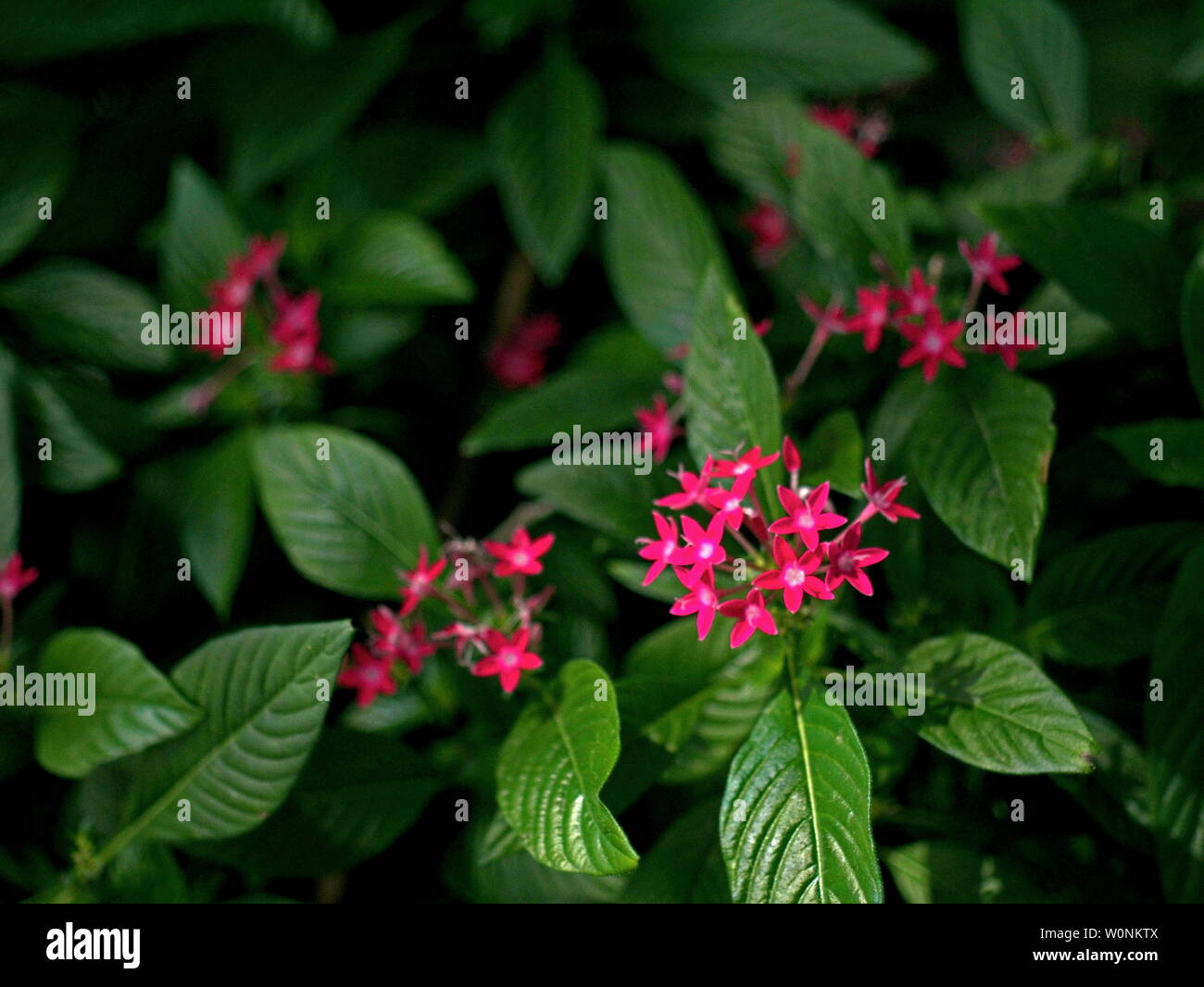 Five star flowers flowers and nature plants hi-res stock photography ...