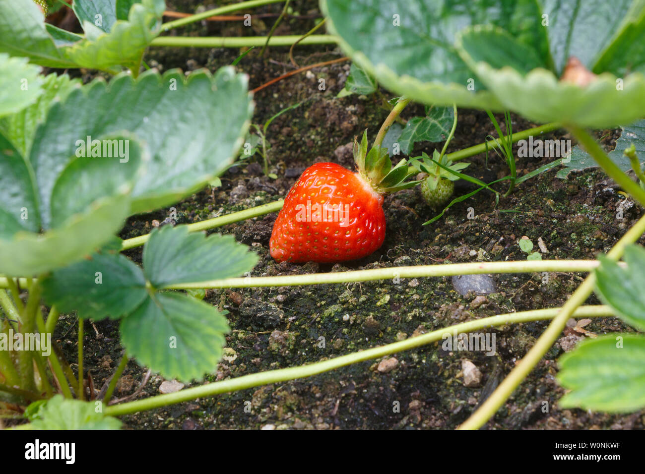 Strawberry garden ripening hi-res stock photography and images - Alamy