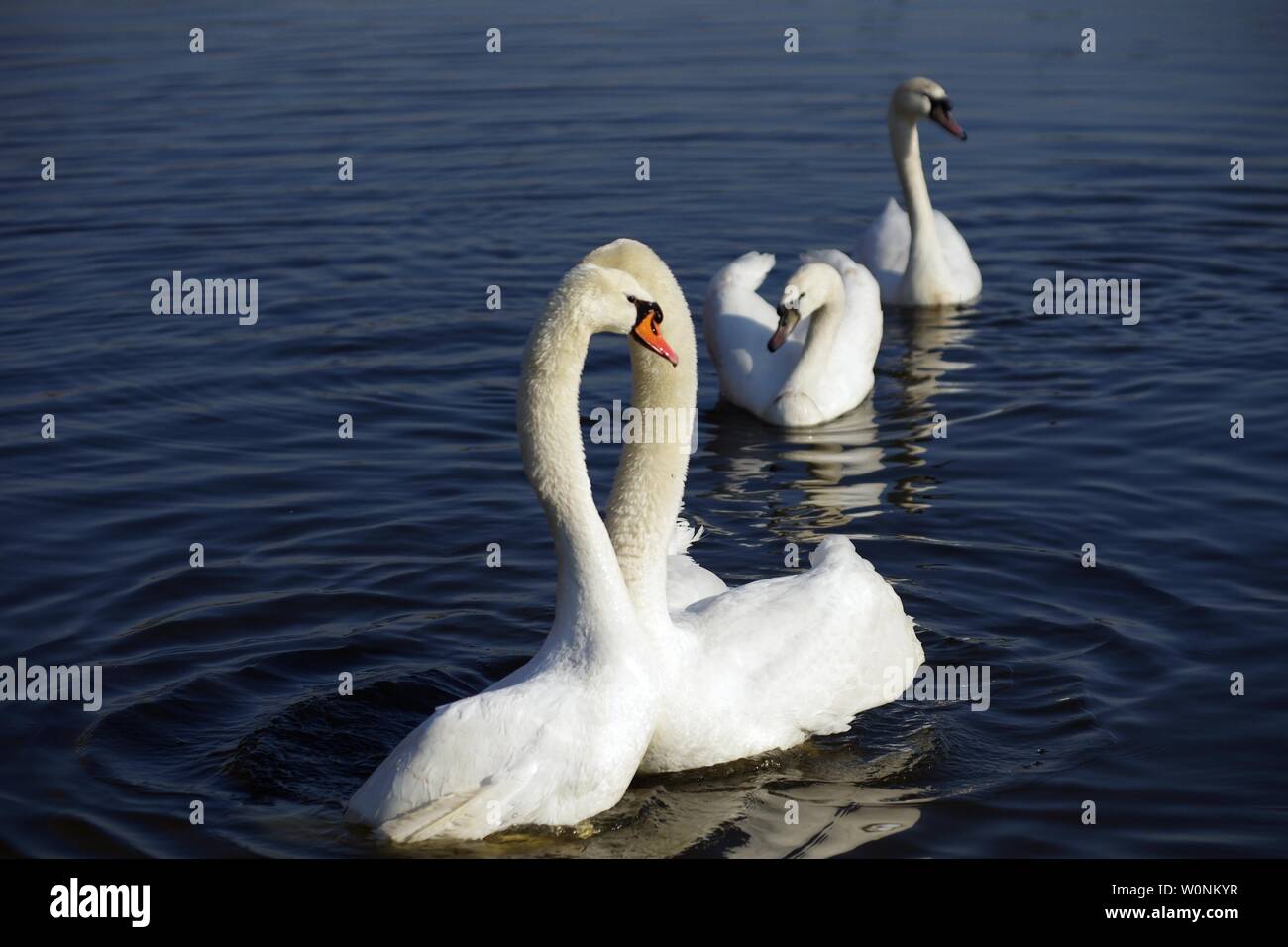 Big swans mate Stock Photo - Alamy