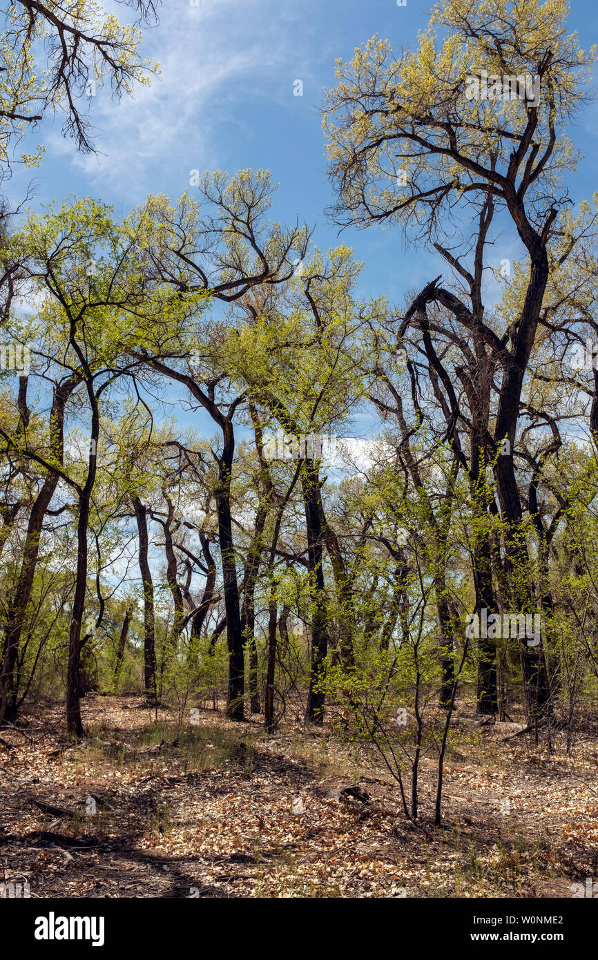 Bosque river hi-res stock photography and images - Alamy