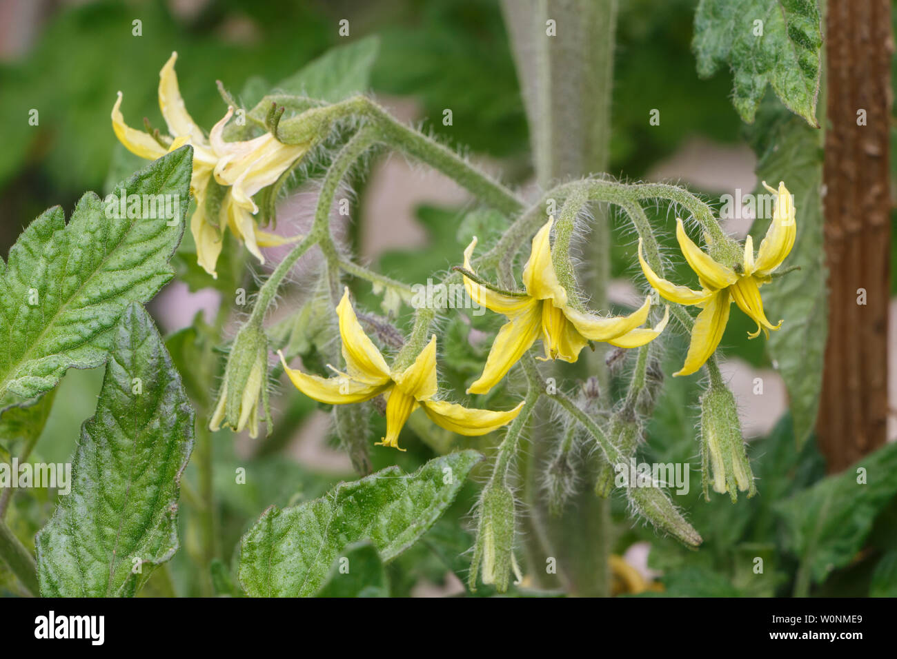 Yellow flower vegetable plantation hi-res stock photography and images ...