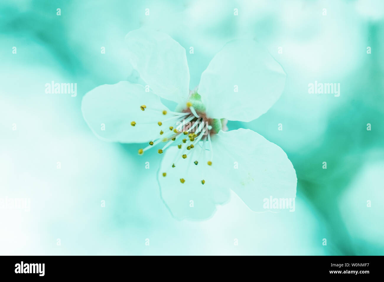 High-profile cherry blossom works Stock Photo - Alamy