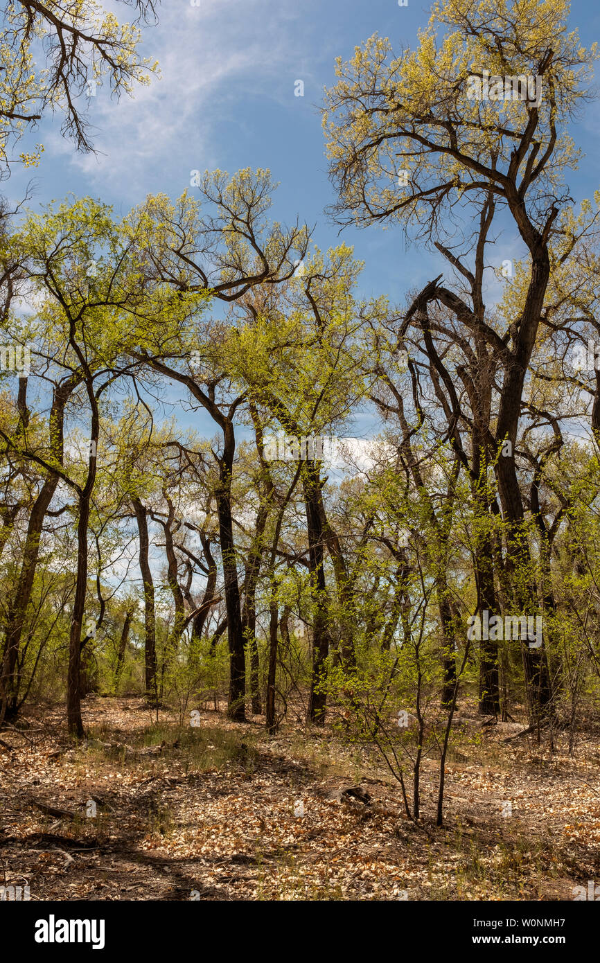 Bosque river hi-res stock photography and images - Alamy