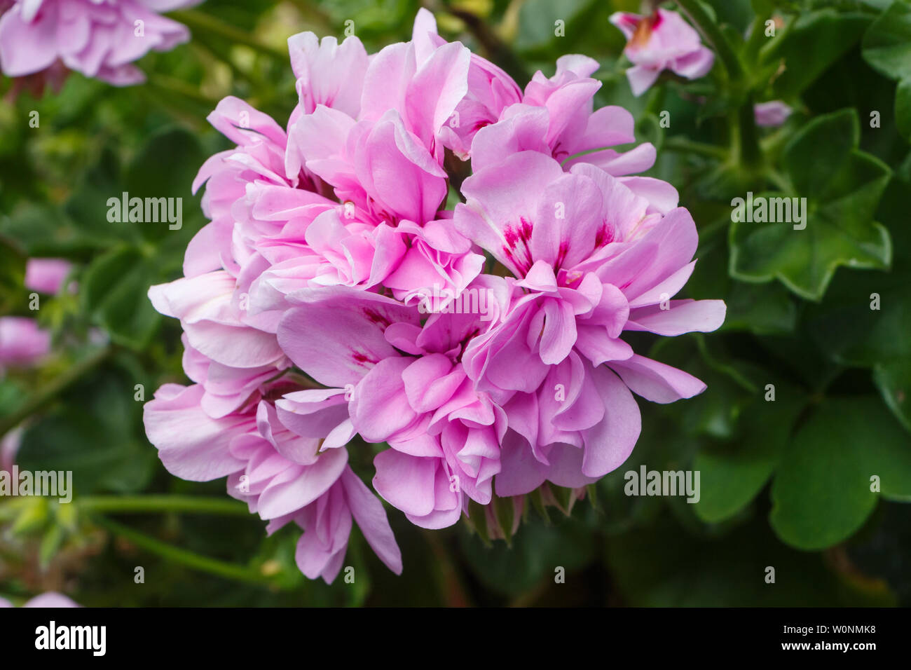 Pink geranium flowers in a garden during spring Stock Photo - Alamy
