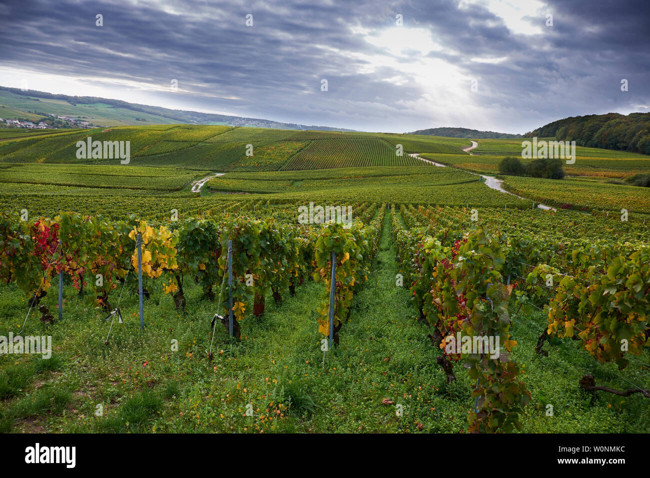 Vineyards in Champagne, France Stock Photo - Alamy