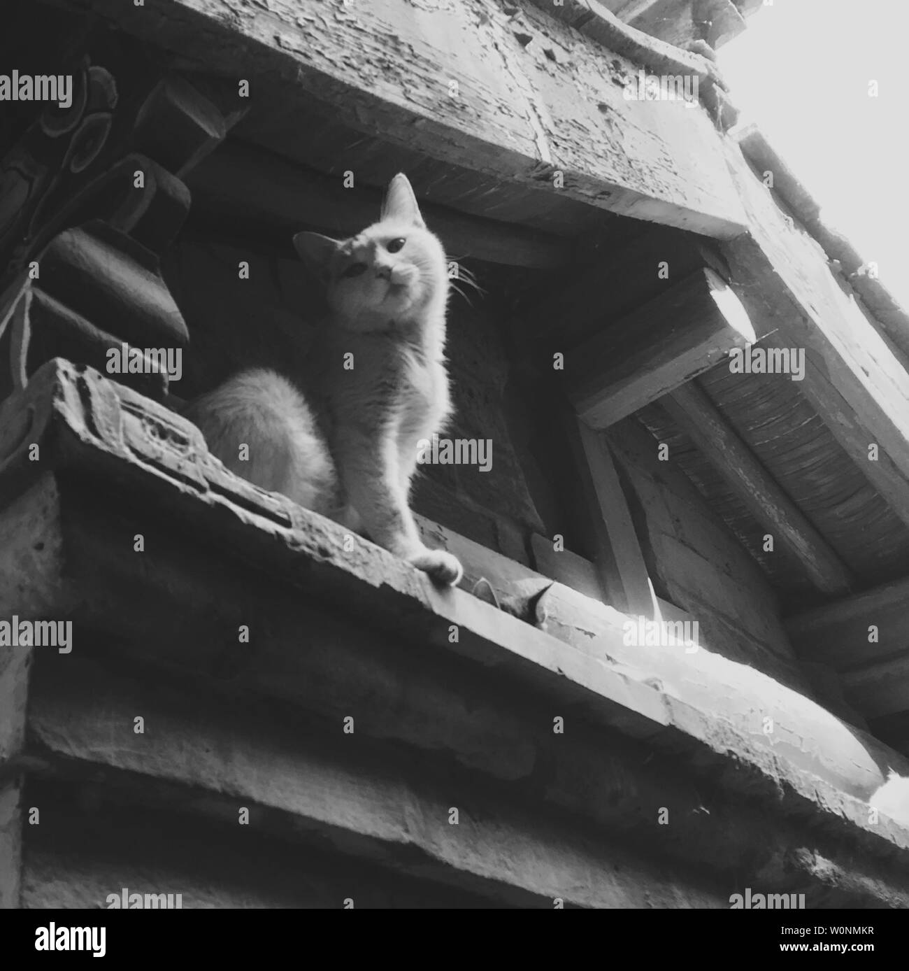 Ash cat Black and White Stock Photos & Images - Alamy
