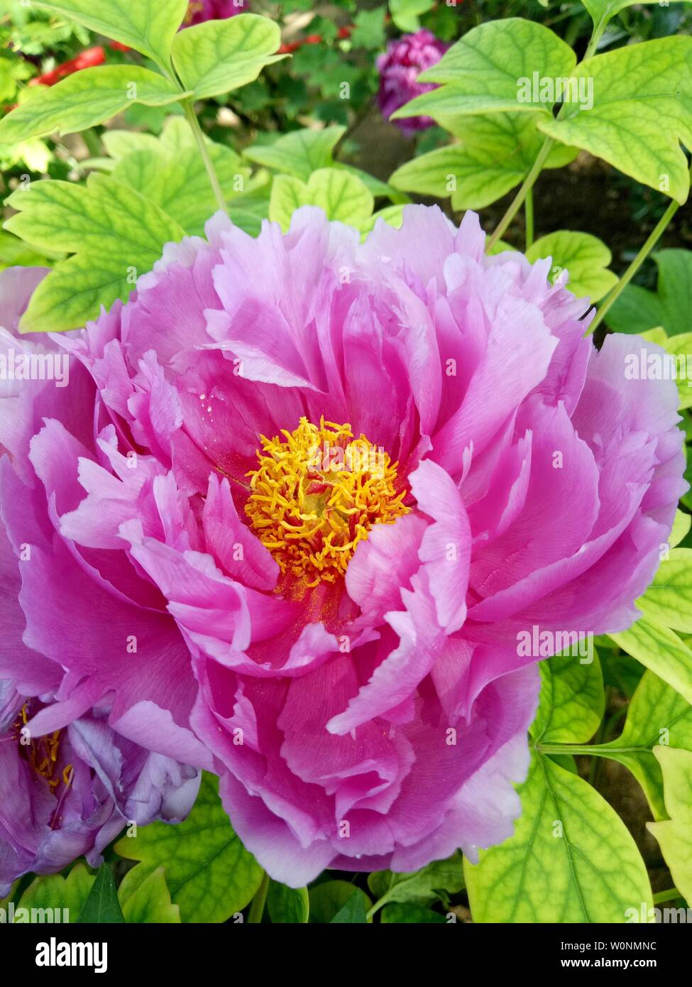 Peony Luoyang peony peony flowers bloom national color and fragrance ...