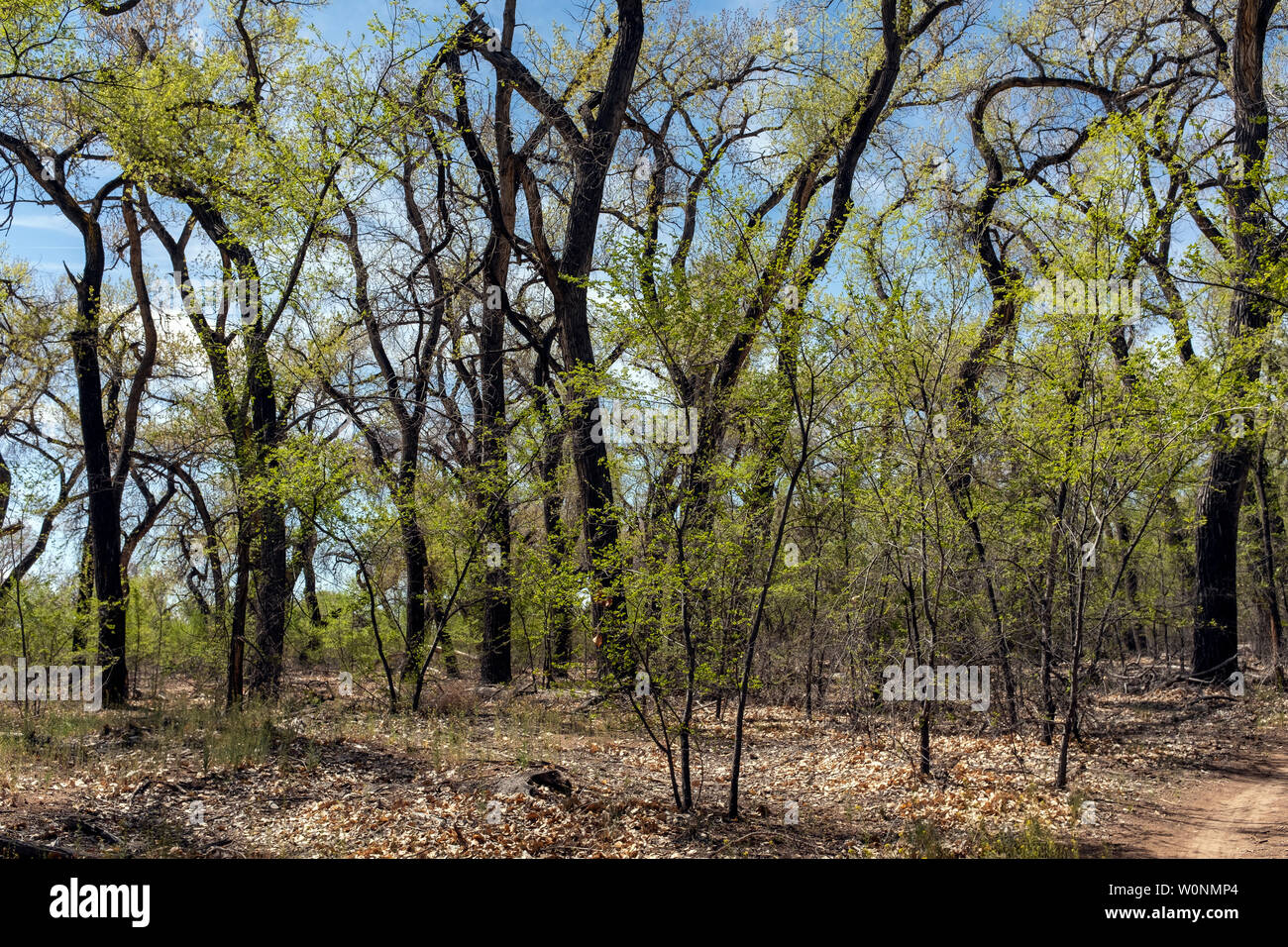 Cottonwood trees on the Rio Grande bosque (river forest) in early ...