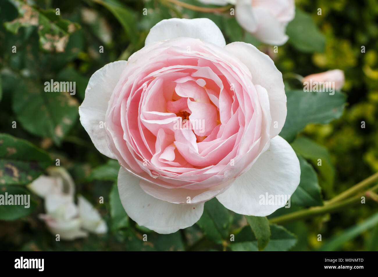 Rose of spring hi-res stock photography and images - Alamy