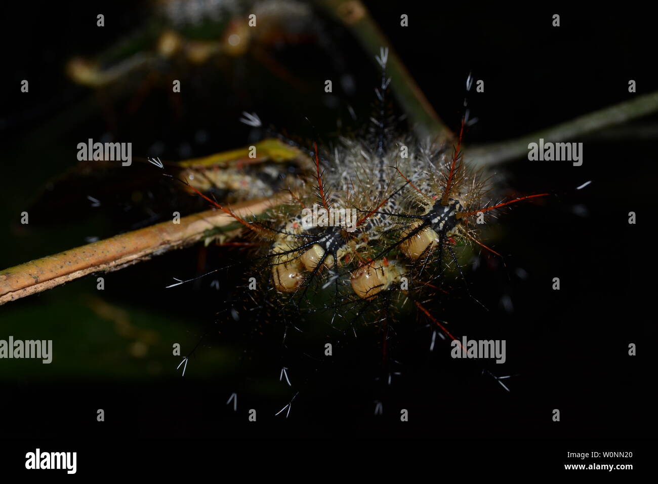 Weird invertebrates hi-res stock photography and images - Alamy