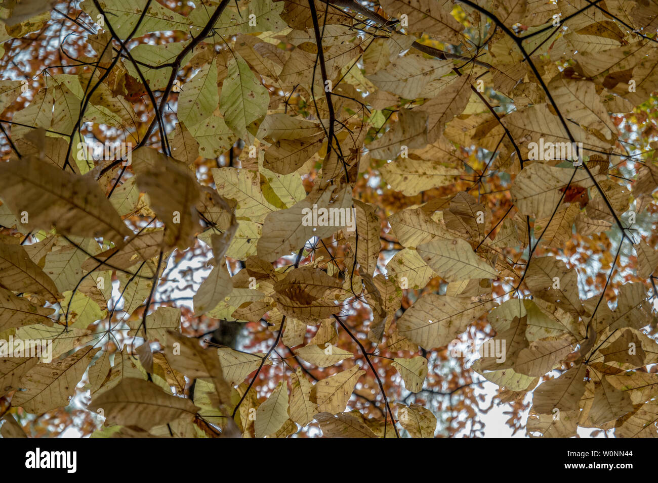 Looking up under a tree with autumn colors in the woods Stock Photo - Alamy