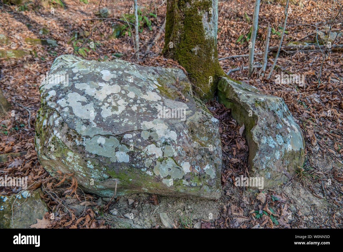 Tree splitting rock hi-res stock photography and images - Alamy