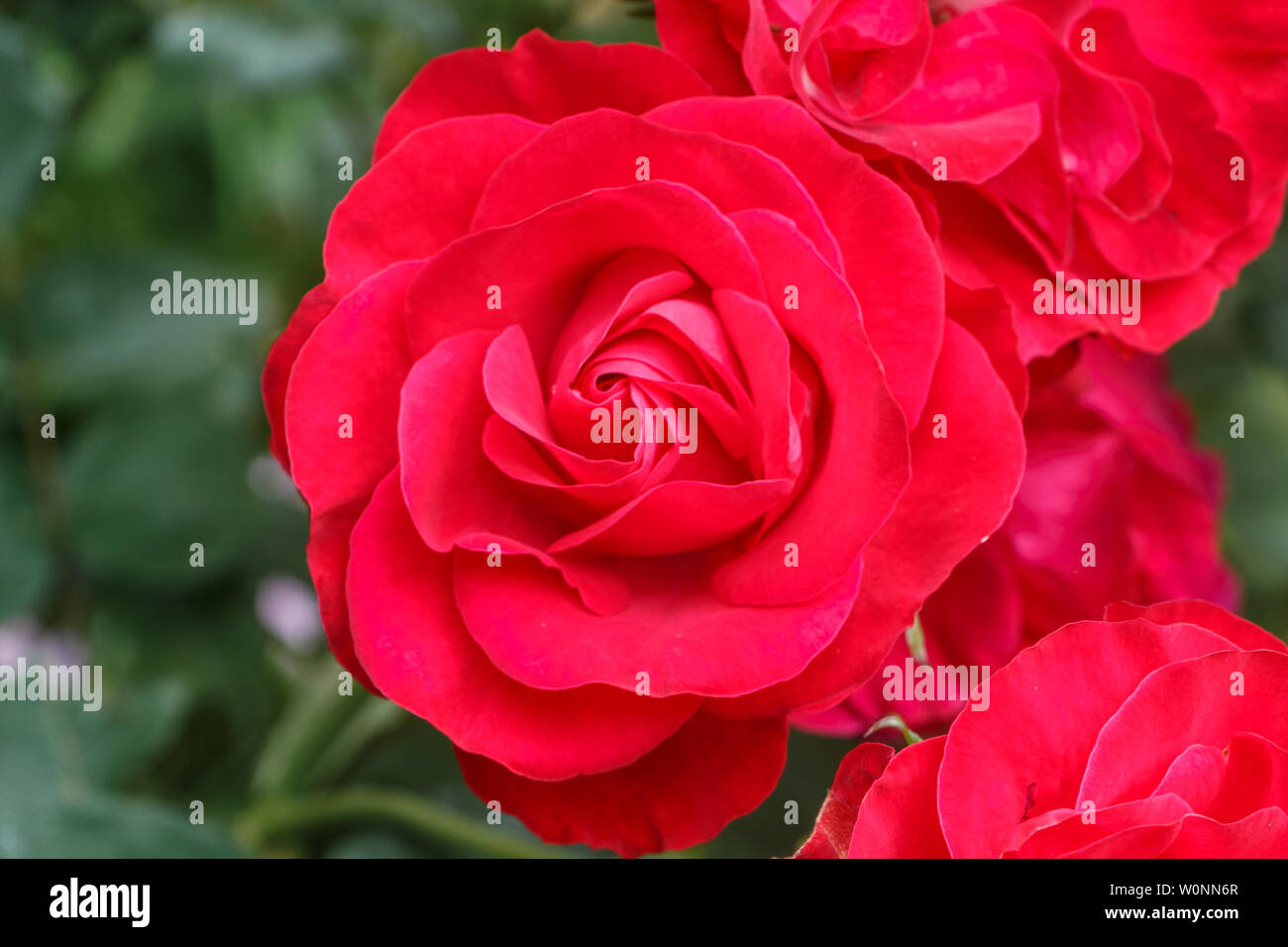 Garden during spring hi-res stock photography and images - Alamy