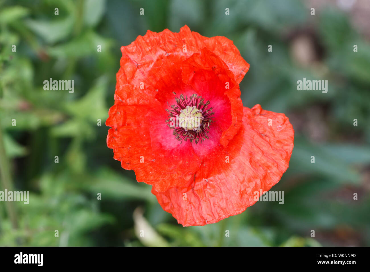 Red poppy view from above in a garden during spring Stock Photo - Alamy