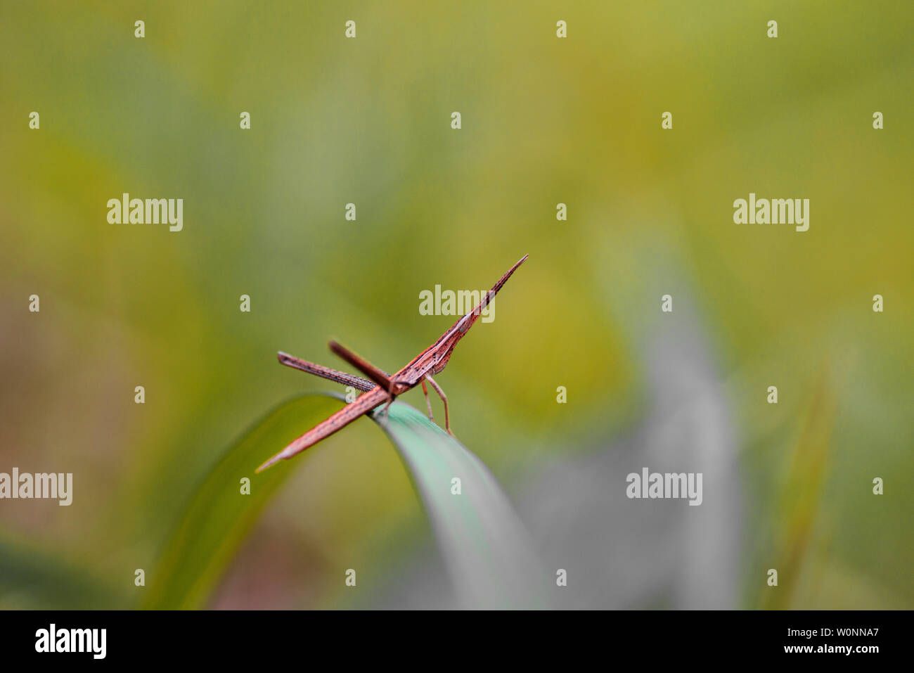 Microscopic insect hi-res stock photography and images - Alamy