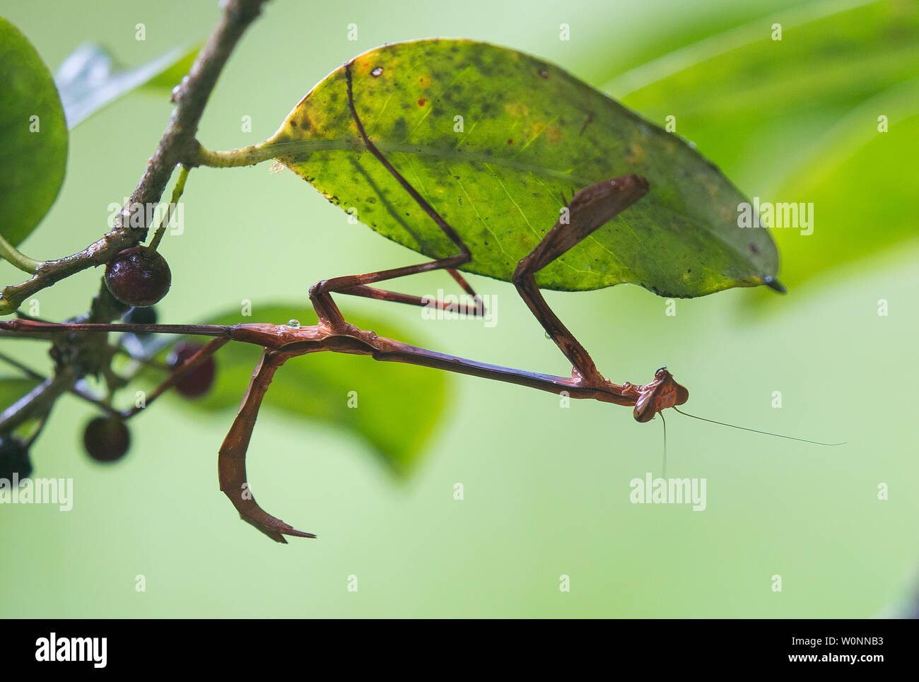Mantis in hi-res stock photography and images - Alamy