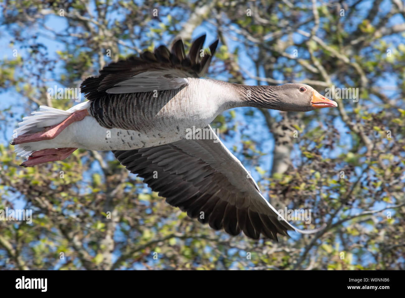 Flight of goose hi-res stock photography and images - Alamy