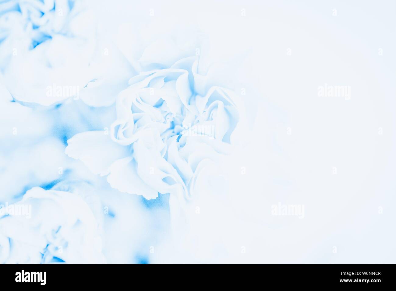 Blue carnations hi-res stock photography and images - Alamy