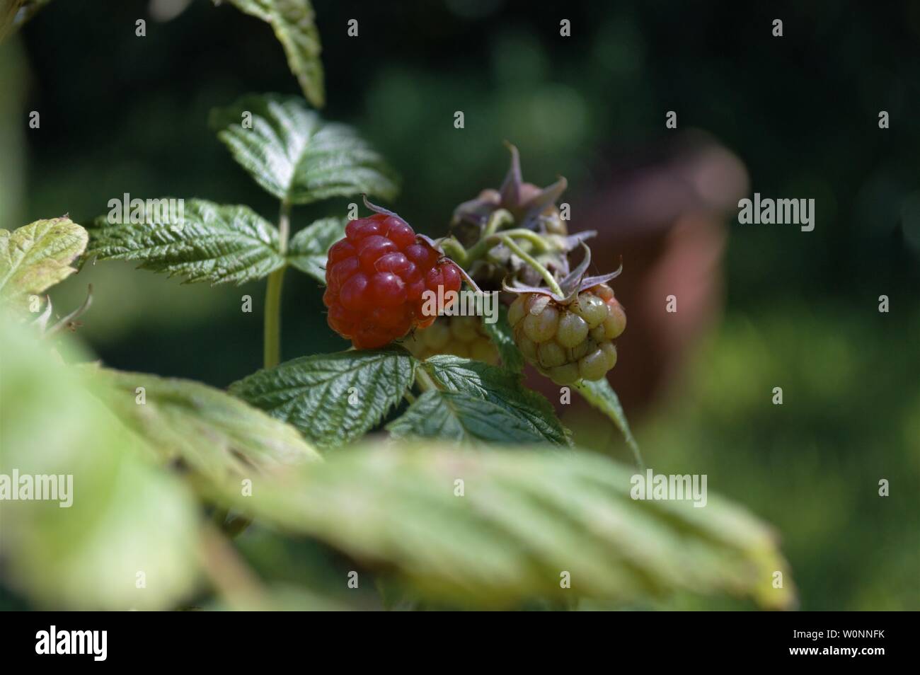 Ripen change hi-res stock photography and images - Alamy