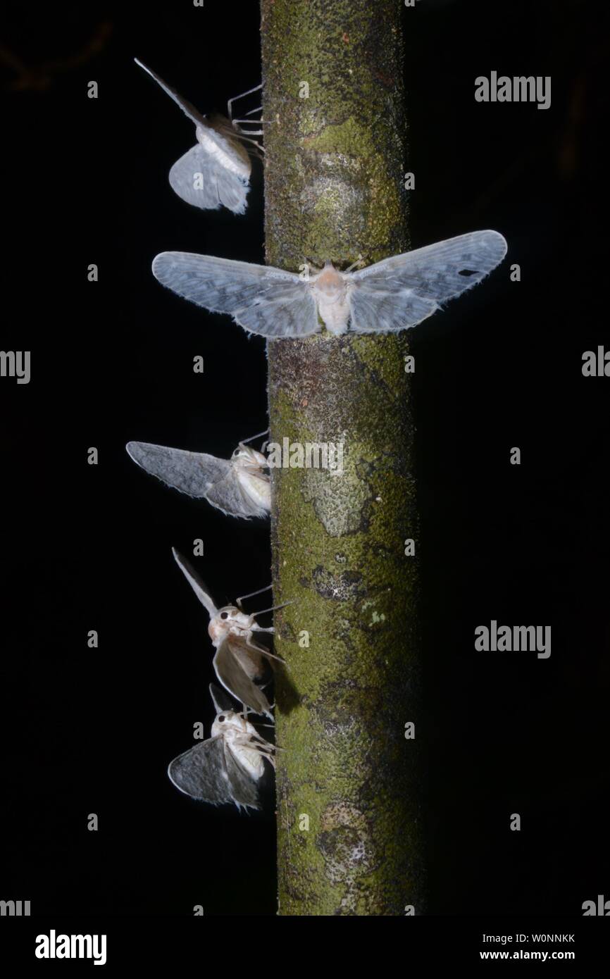 Weird invertebrates hi-res stock photography and images - Alamy