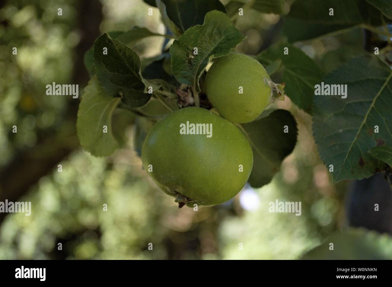 Bunch of Bramley apples in shade Stock Photo - Alamy