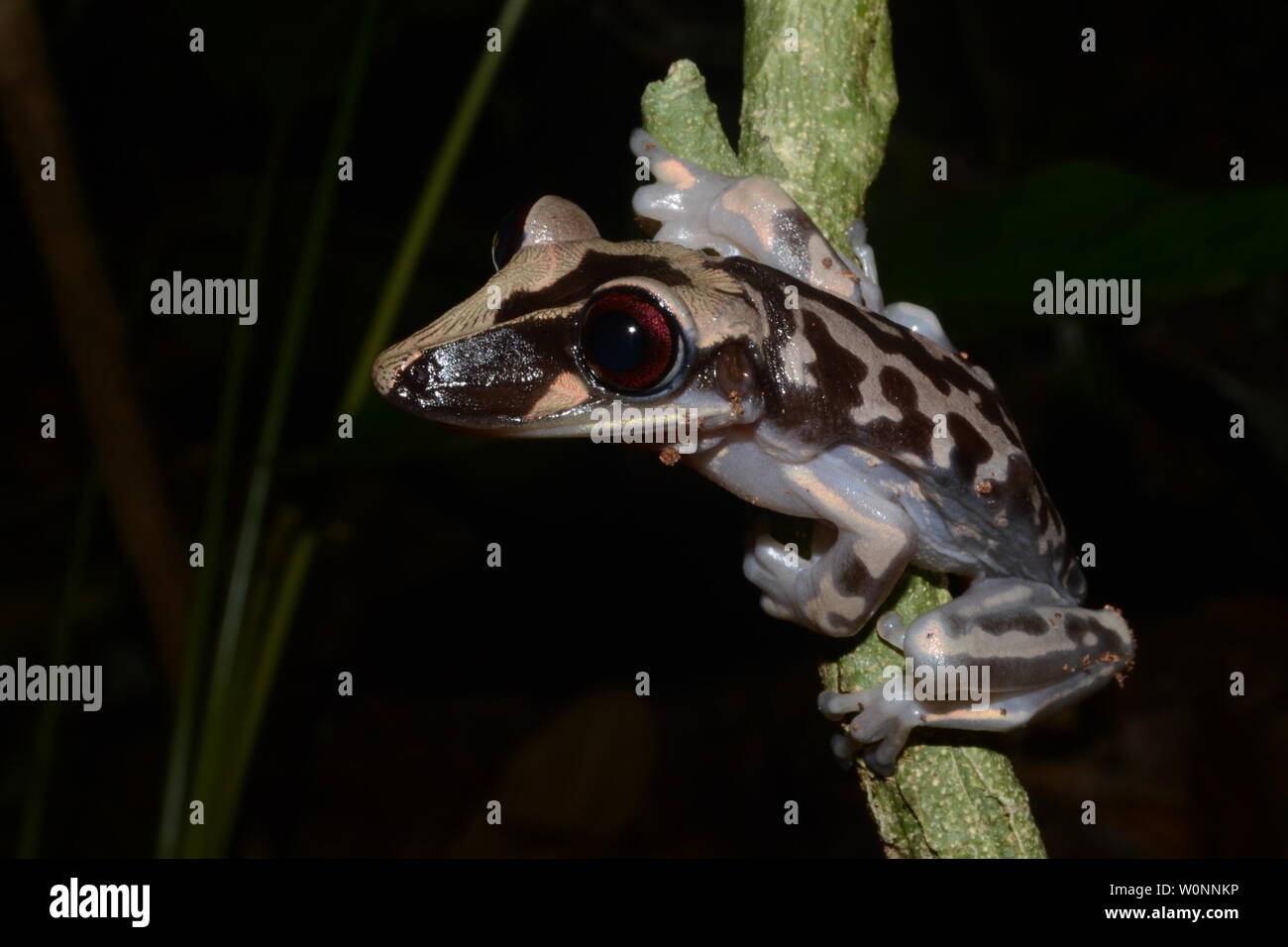 Duck billed frog hi-res stock photography and images - Alamy