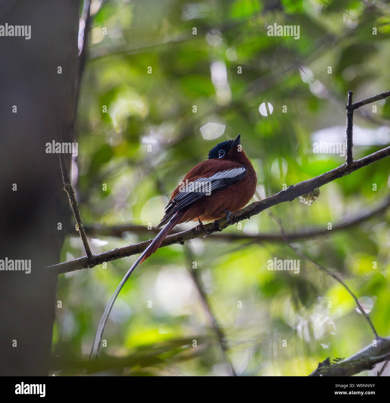 bird in andasibe park, madagascar Stock Photo - Alamy