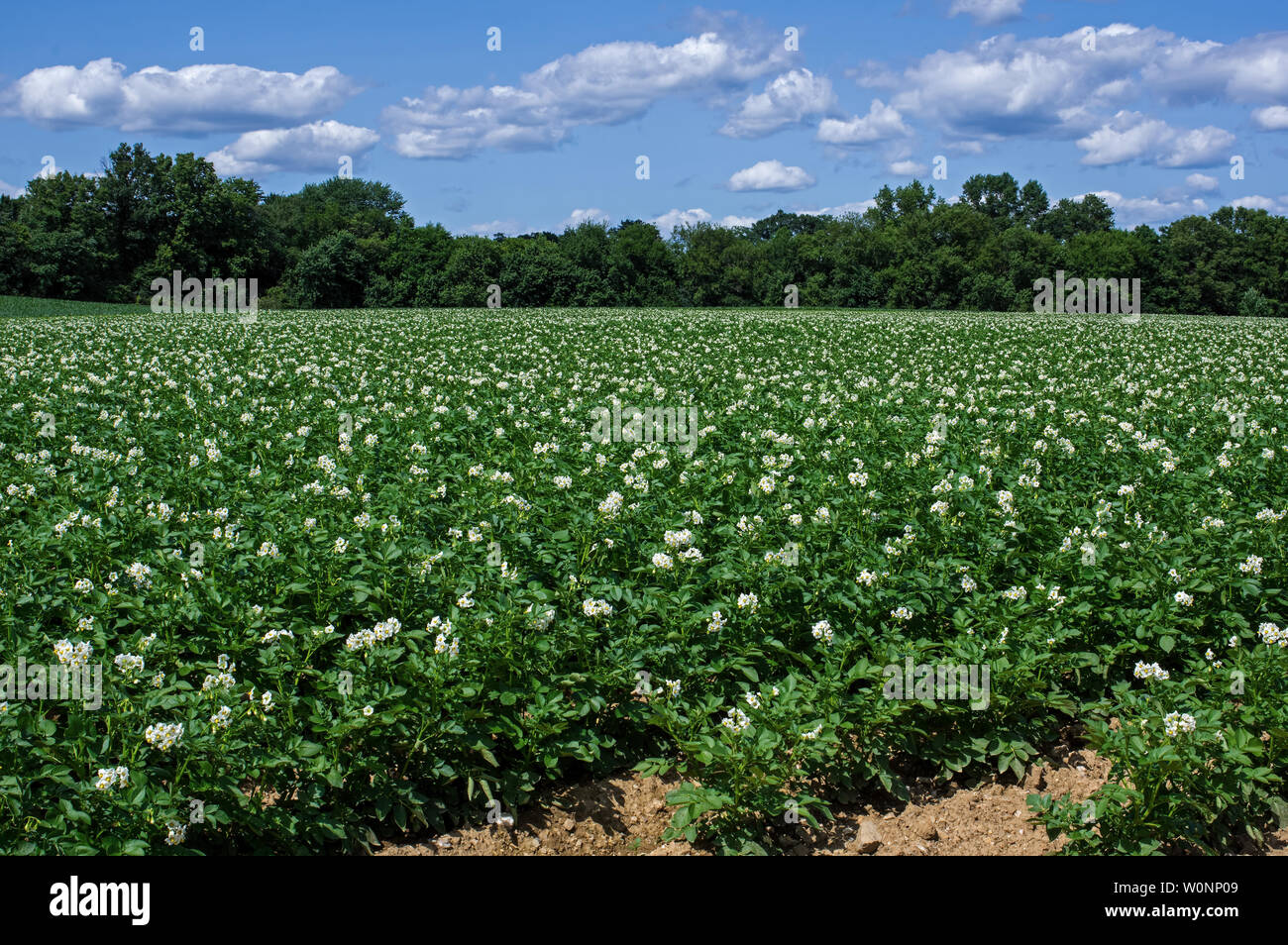 Potato plants in full bloom. It is a starchy, tuberous crop from the ...