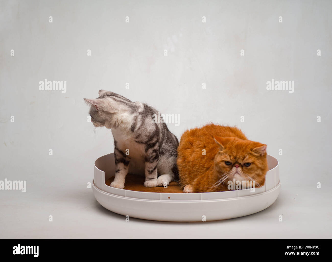 Dog sprouts hi-res stock photography and images - Alamy