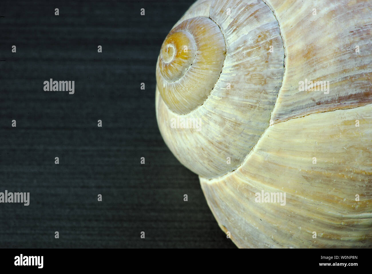 convolutions of a snail shell in close-up; spiral Stock Photo - Alamy