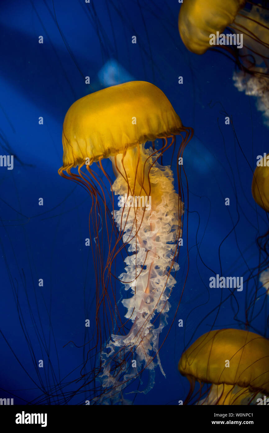 Marine life jellyfish Stock Photo - Alamy