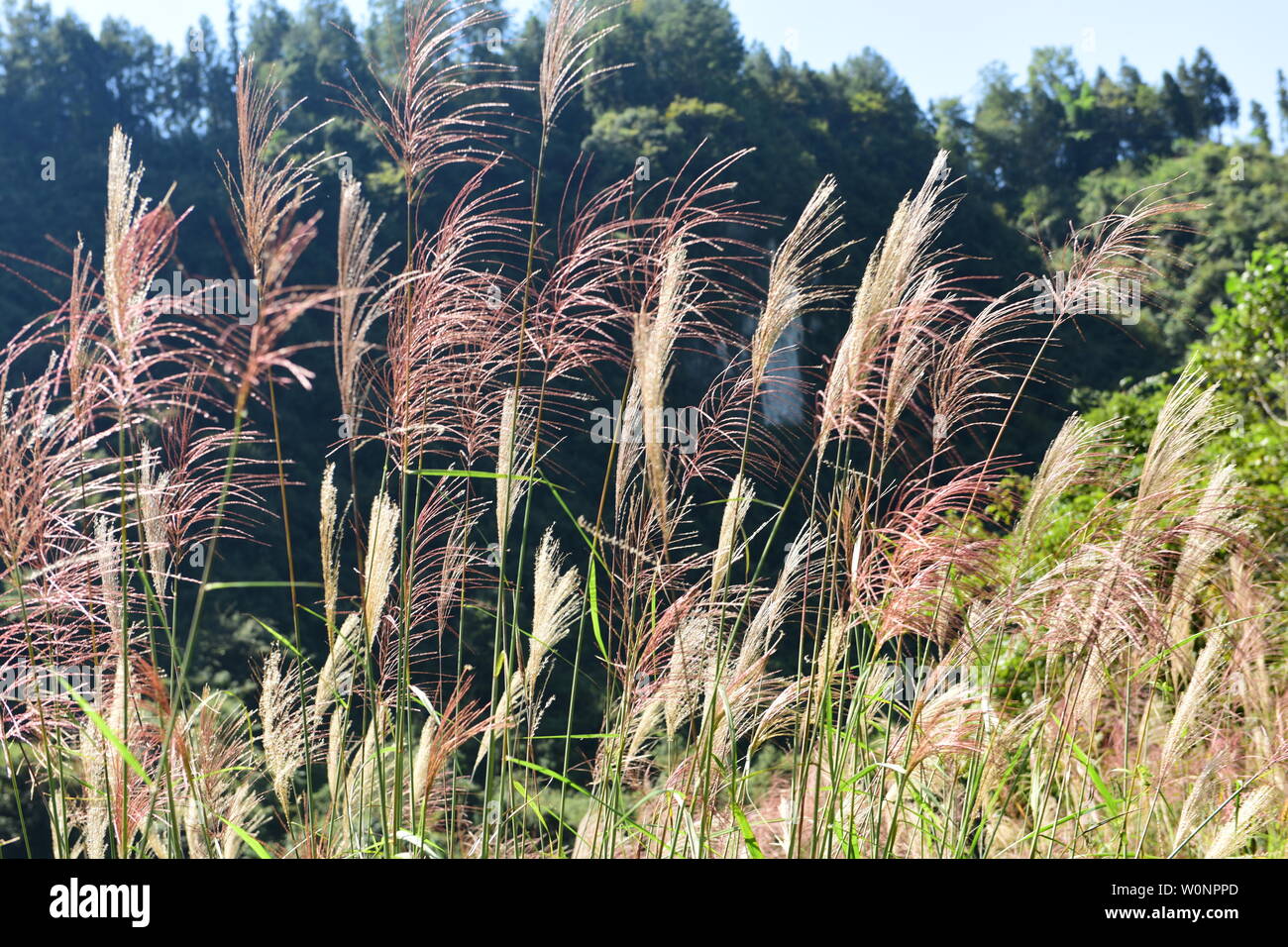 Reed hd hi-res stock photography and images - Alamy