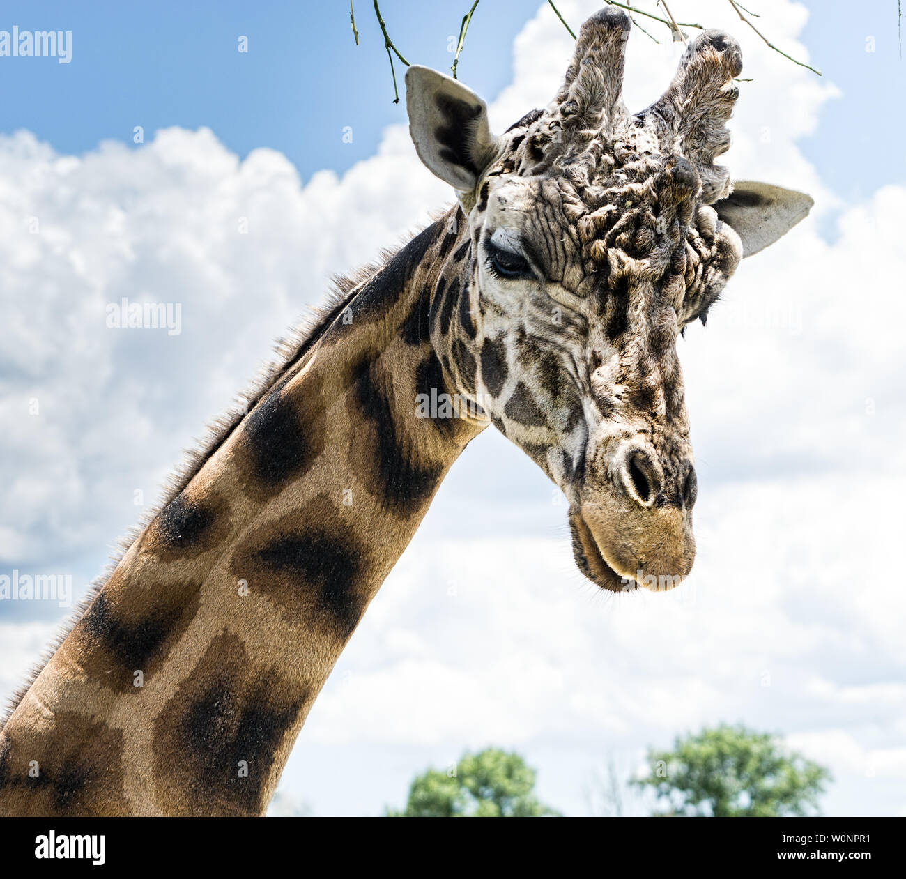 A closeup of a giraffe looking down with its long neck and knobbly head. Portrait Stock Photo ...
