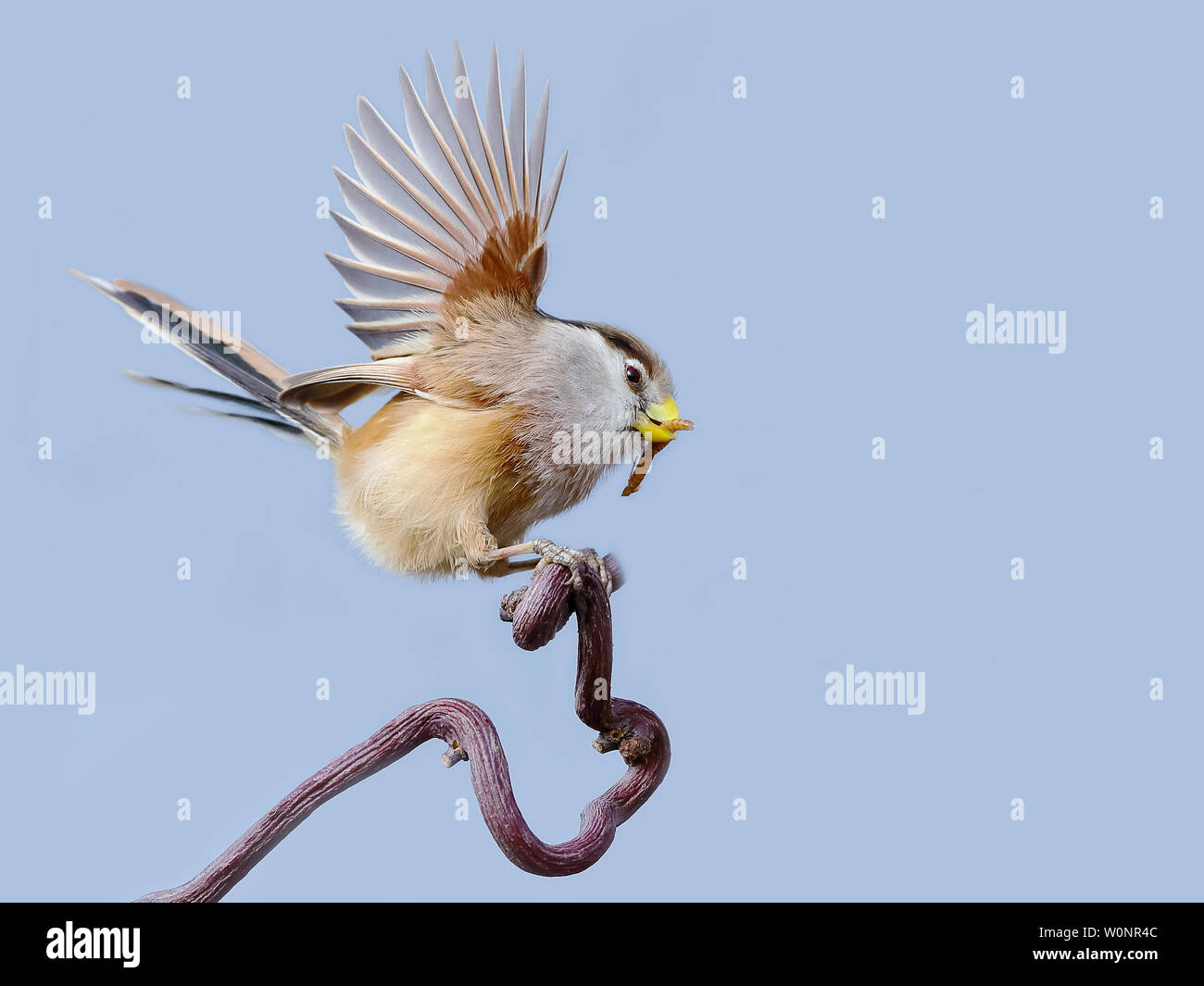 Side diagrams flying hi-res stock photography and images - Alamy