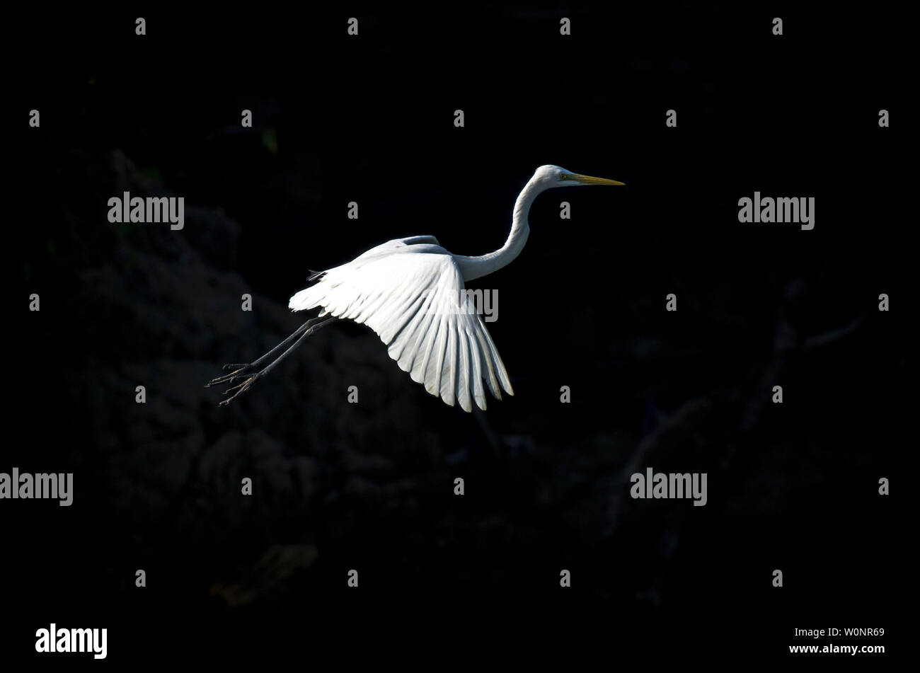 Egrets, all kinds of birds Stock Photo - Alamy