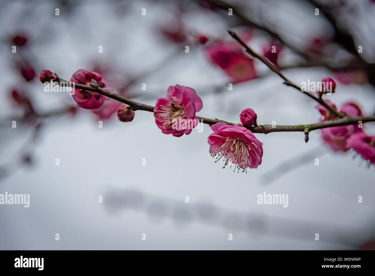 Season park plum blossom season plum blossom season plums hi-res stock ...