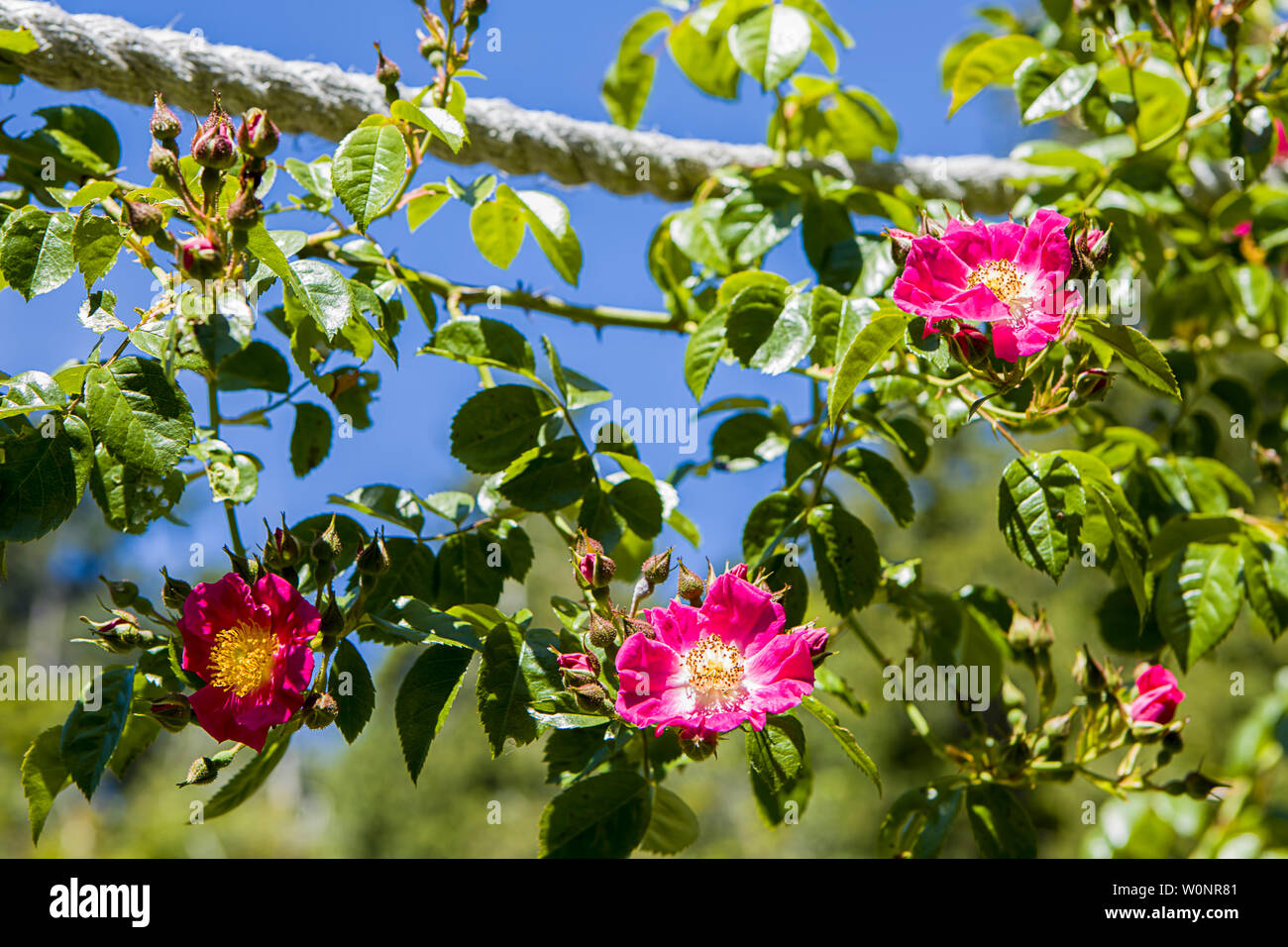Roses hang from a rope in the rose garden at Hatley Castle in Victoria ...