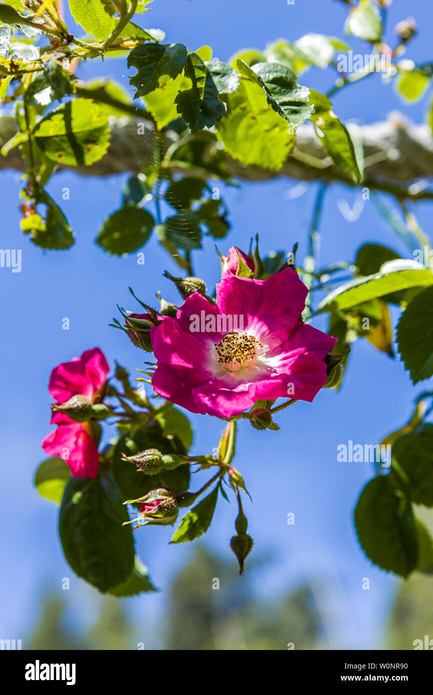 Bunch of roses from garden hi-res stock photography and images - Alamy