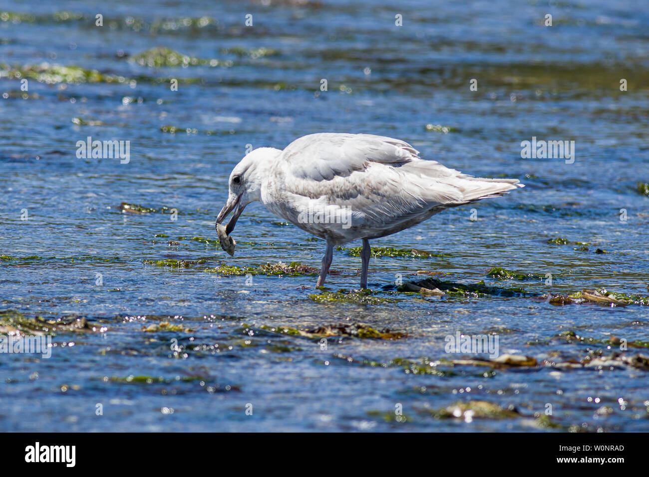 A seagull searches for food in Esquimalt Bay in Victoria BC, Canada ...