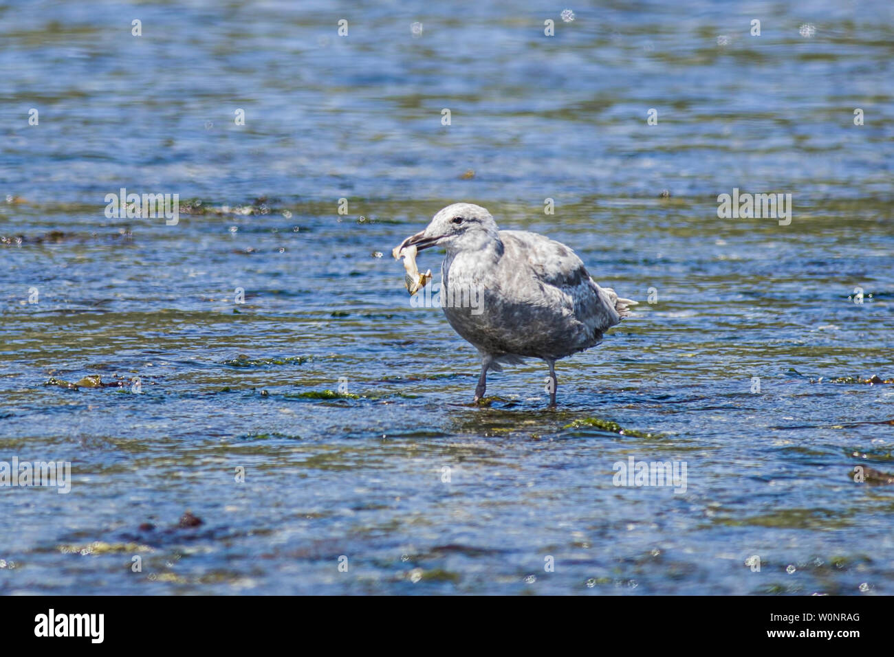 A seagull searches for food in Esquimalt Bay in Victoria BC, Canada ...