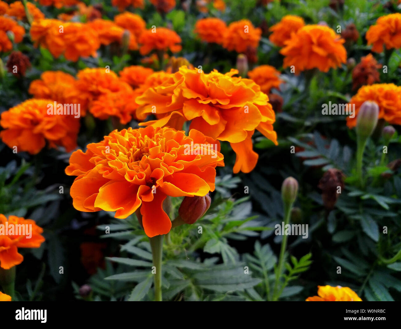 Little marigold hi-res stock photography and images - Alamy
