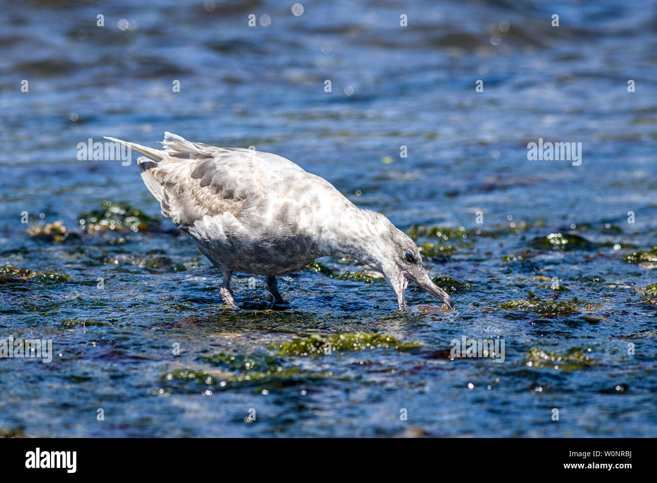 A seagull searches for food in Esquimalt Bay in Victoria BC, Canada ...